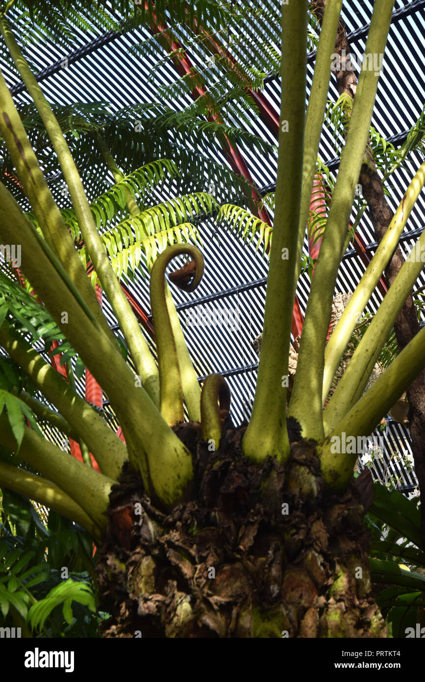 Angiopteris evecta hi-res stock photography and images - Alamy