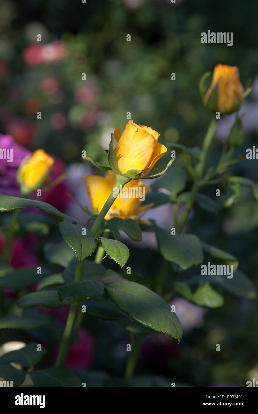 A bright yellow blossoming rose in the garden. Beautiful yellow rose ...