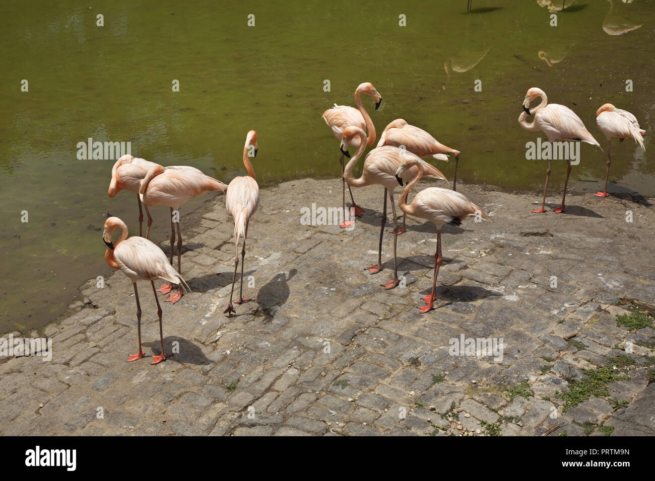 Havana zoological garden hi-res stock photography and images - Alamy
