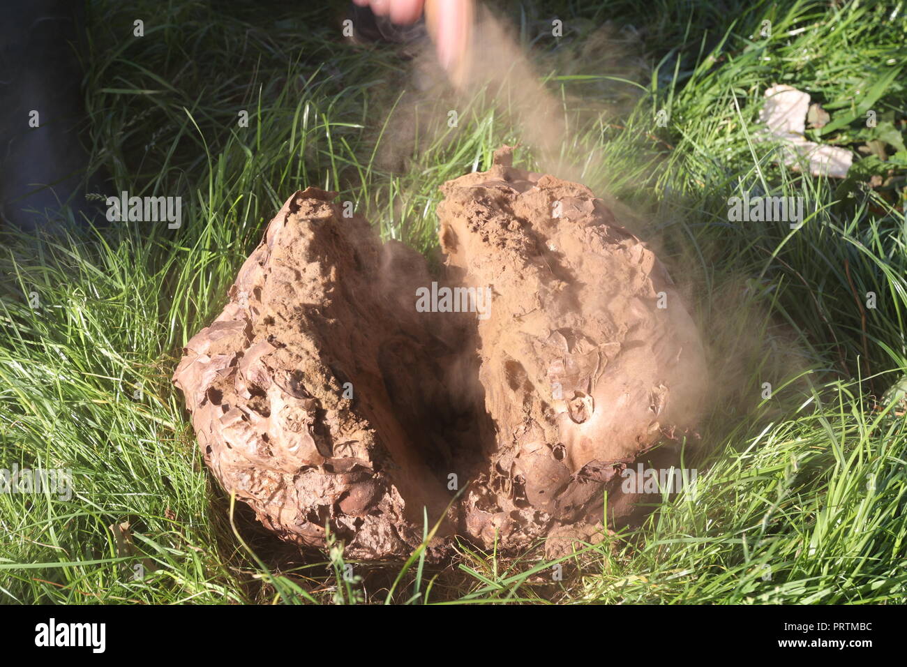 Mature puffball folk medicine spores slow bleeding mushroom hi-res ...
