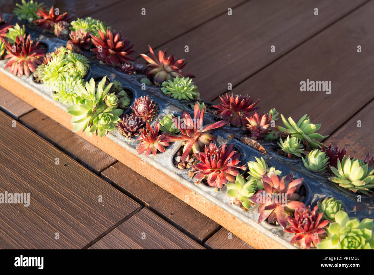 Sempervivum Container Stock Photos & Sempervivum Container Stock Images ...