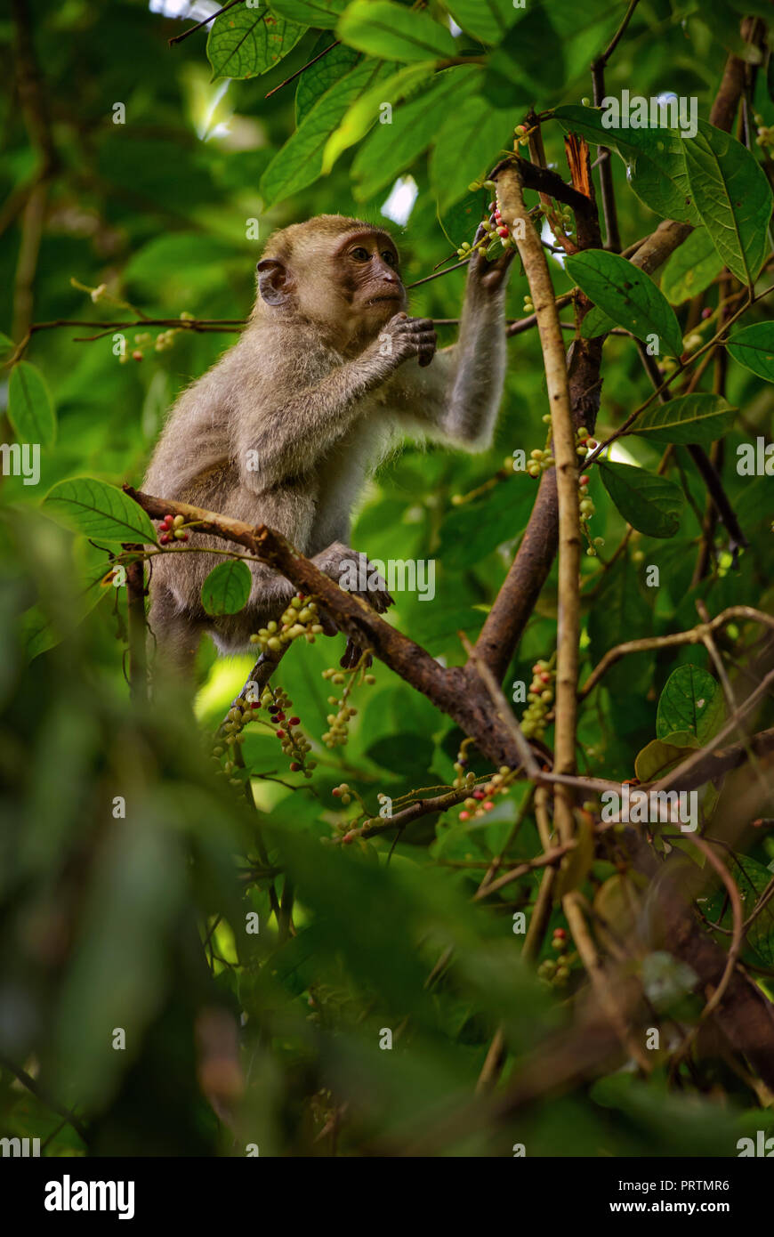 Philippines wildlife macaque hi-res stock photography and images - Alamy