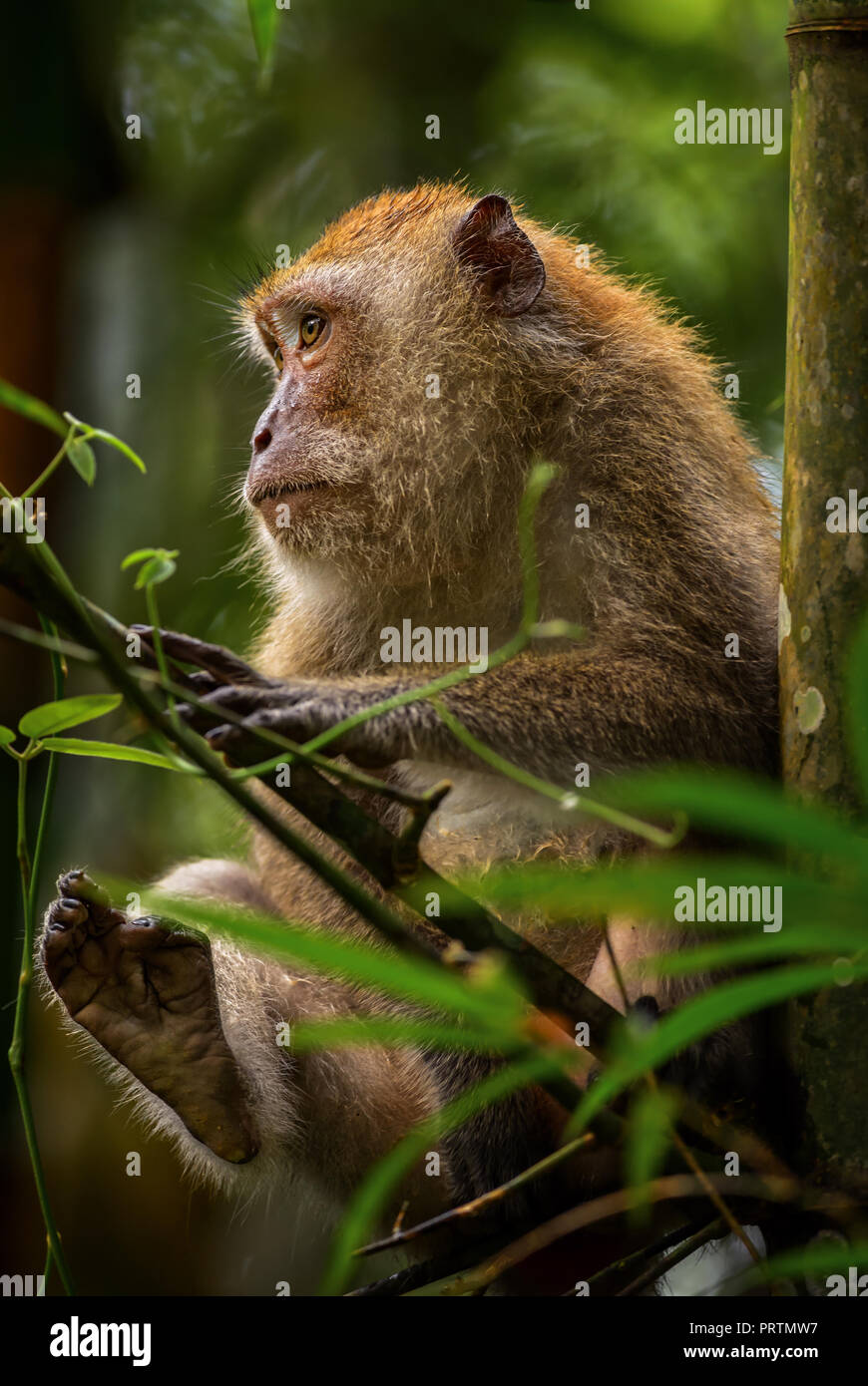 Long-tailed Macaque - Macaca fascicularis, common monkey from Southeast ...
