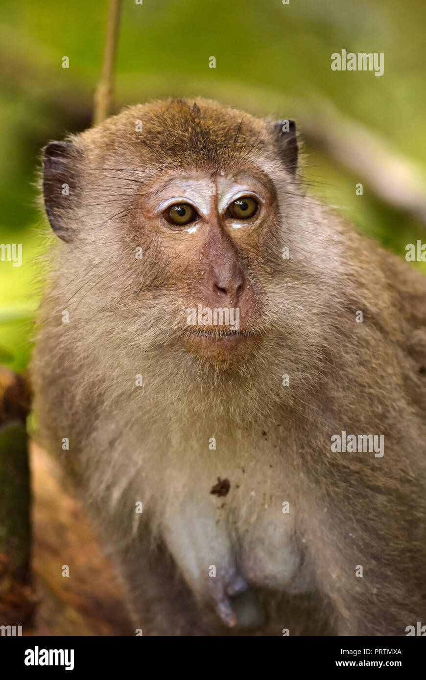Long-tailed Macaque - Macaca fascicularis, common monkey from Southeast ...