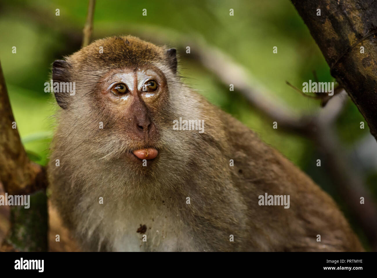 Long-tailed Macaque - Macaca fascicularis, common monkey from Southeast ...