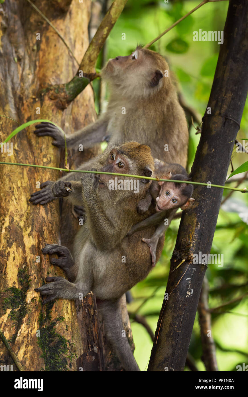 Long-tailed Macaque - Macaca fascicularis, common monkey from Southeast ...