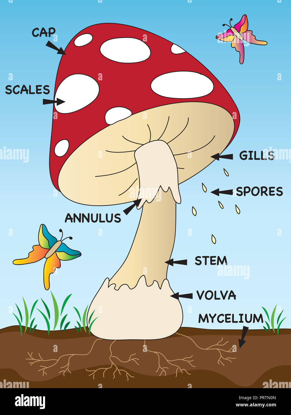 illustration of mushroom structure for school Stock Photo - Alamy