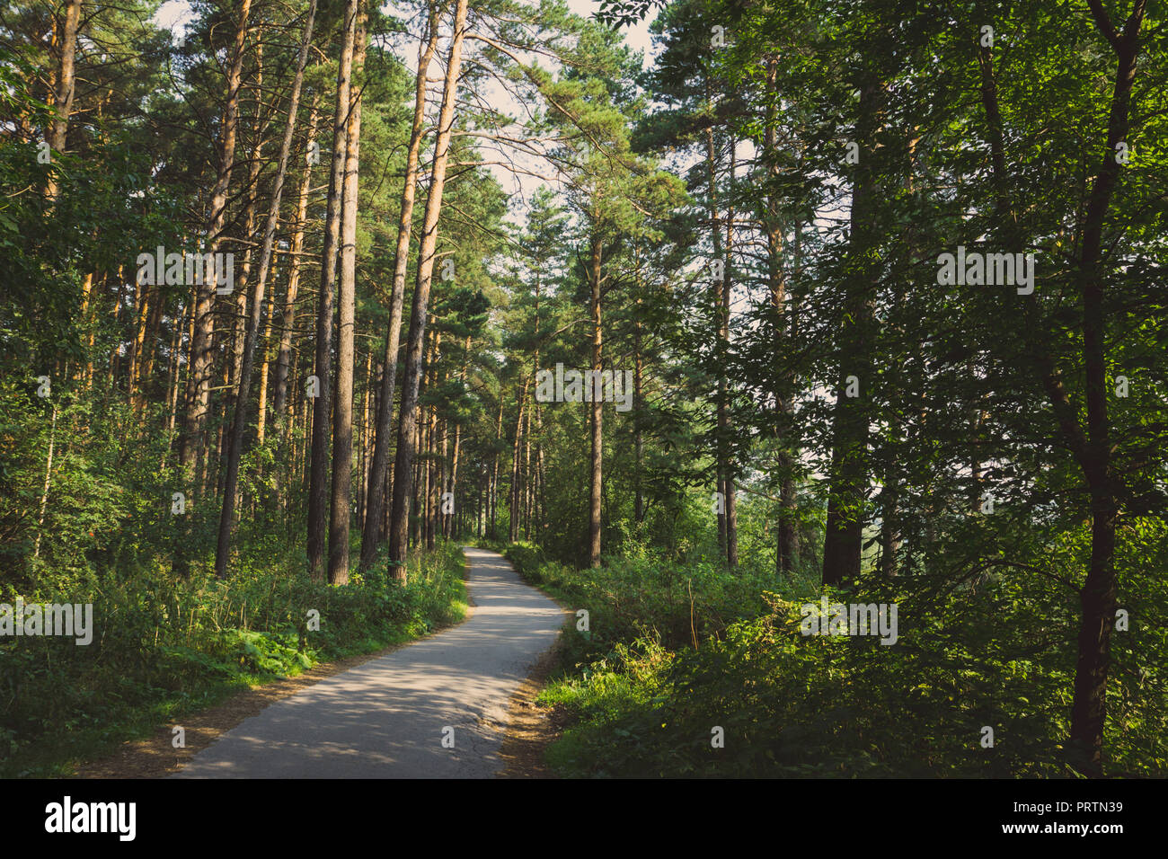 Pathway through beautiful forest with different trees Stock Photo - Alamy