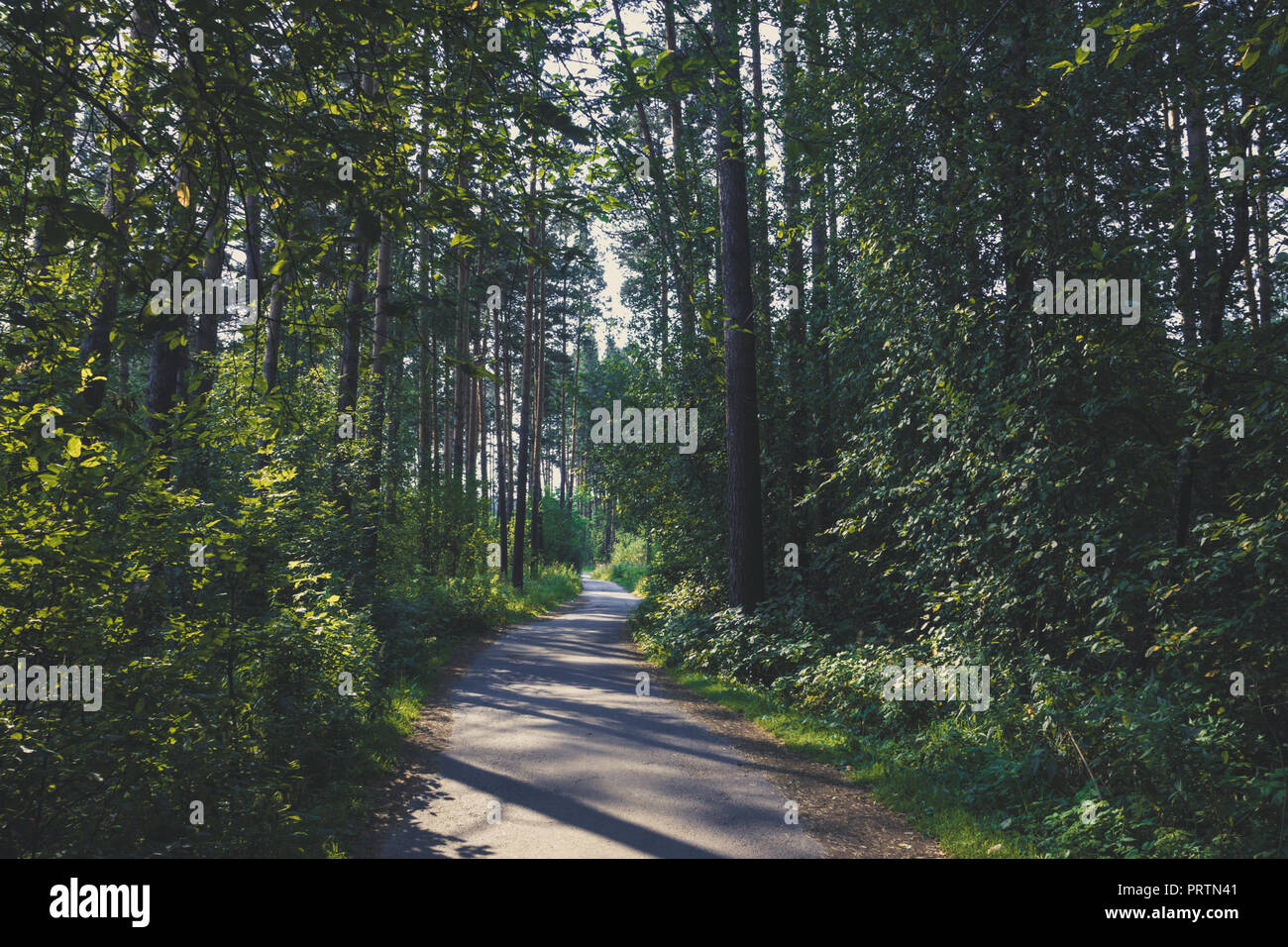 Pathway through beautiful forest with different trees Stock Photo - Alamy