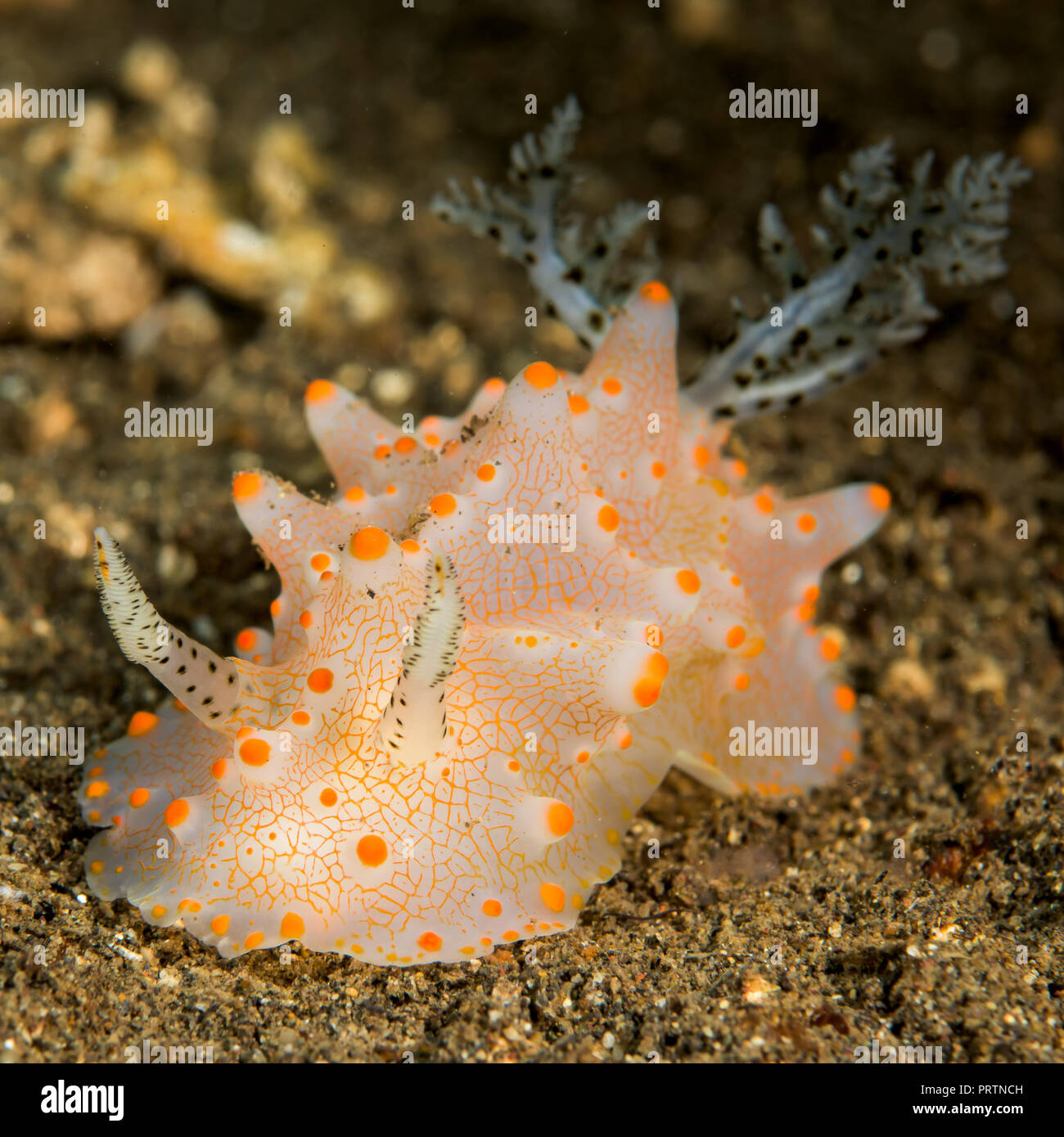 Orange spotted sea slug hi-res stock photography and images - Alamy
