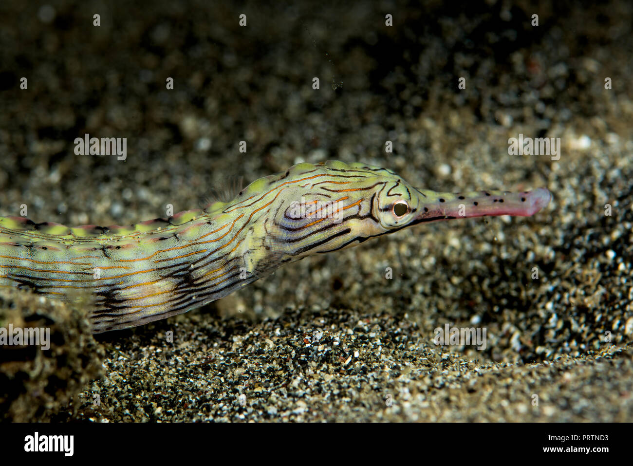 Black striped pipefish hi-res stock photography and images - Alamy