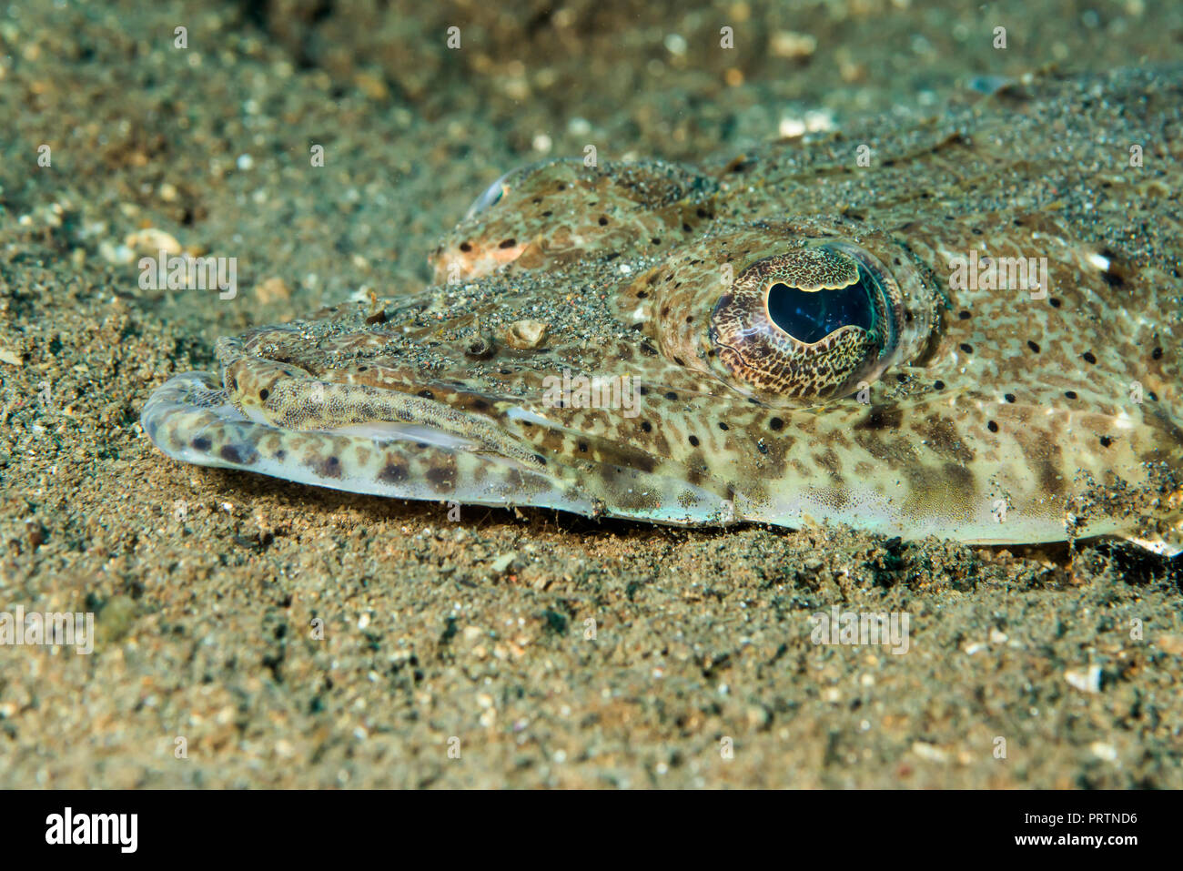 Celebes Biodiversity High Resolution Stock Photography and Images - Alamy