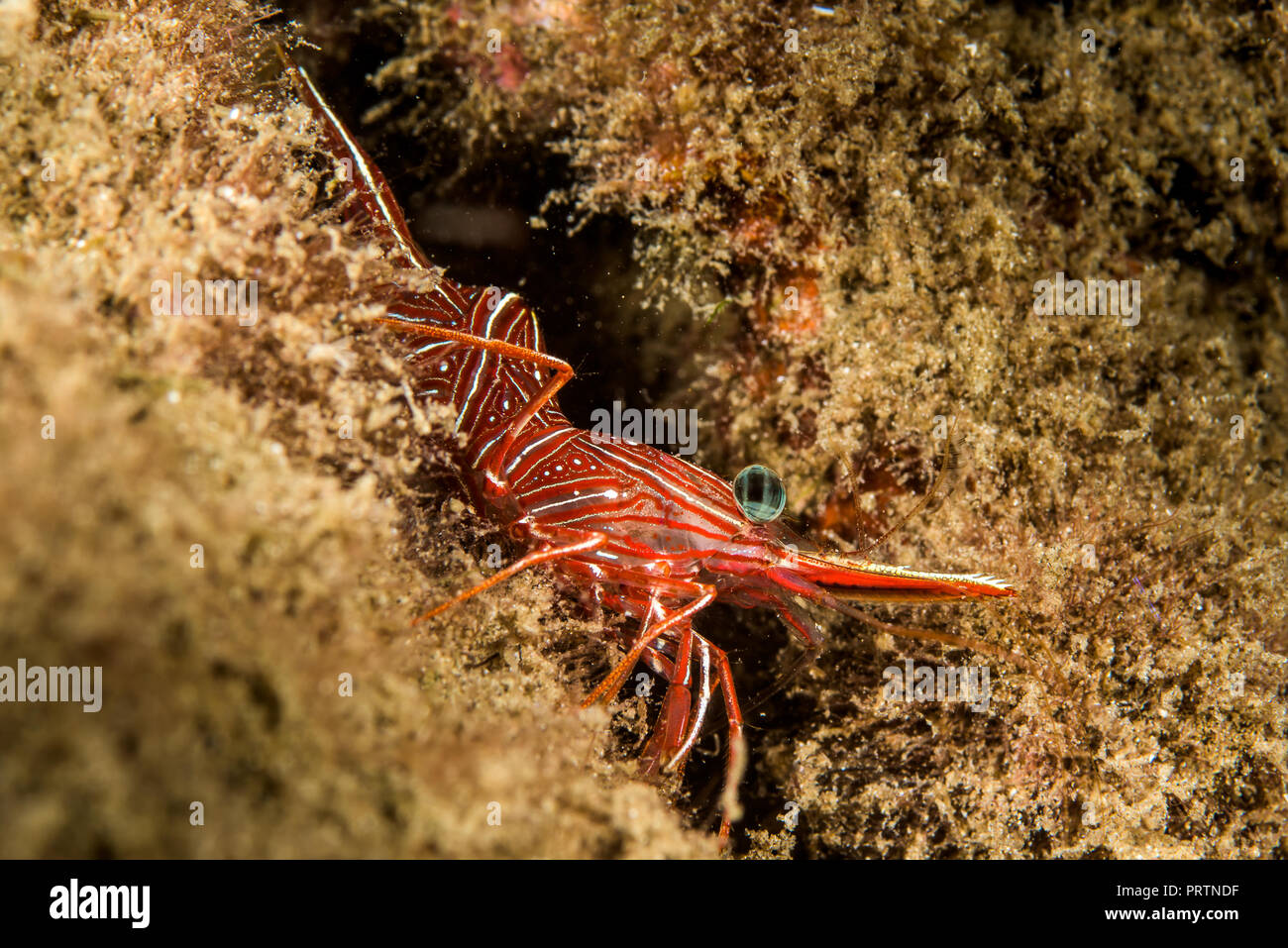 Dancing shrimp or camelback shrimp rhynchocinetes durbanensis hi-res ...