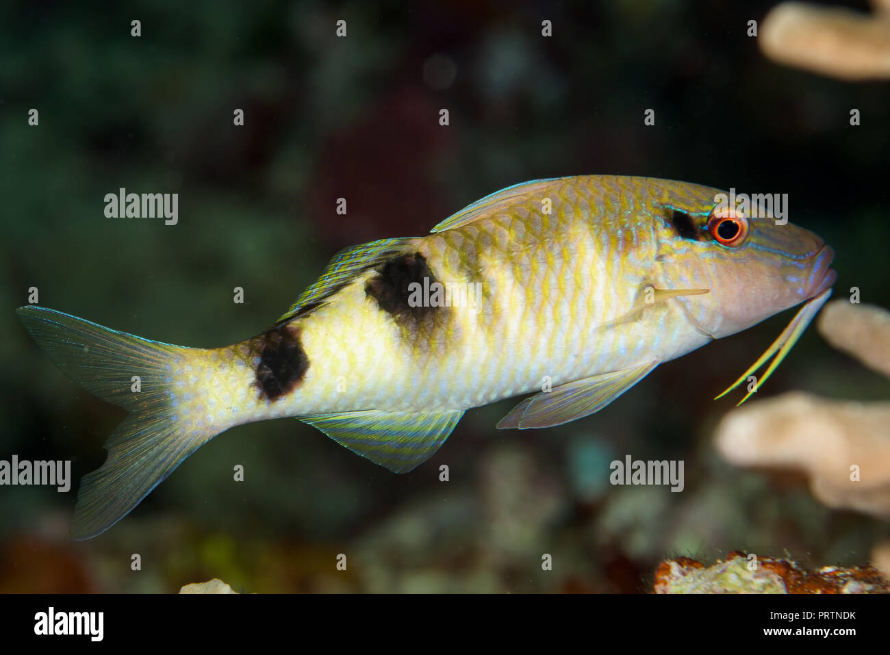 Underwater critter hi-res stock photography and images - Alamy