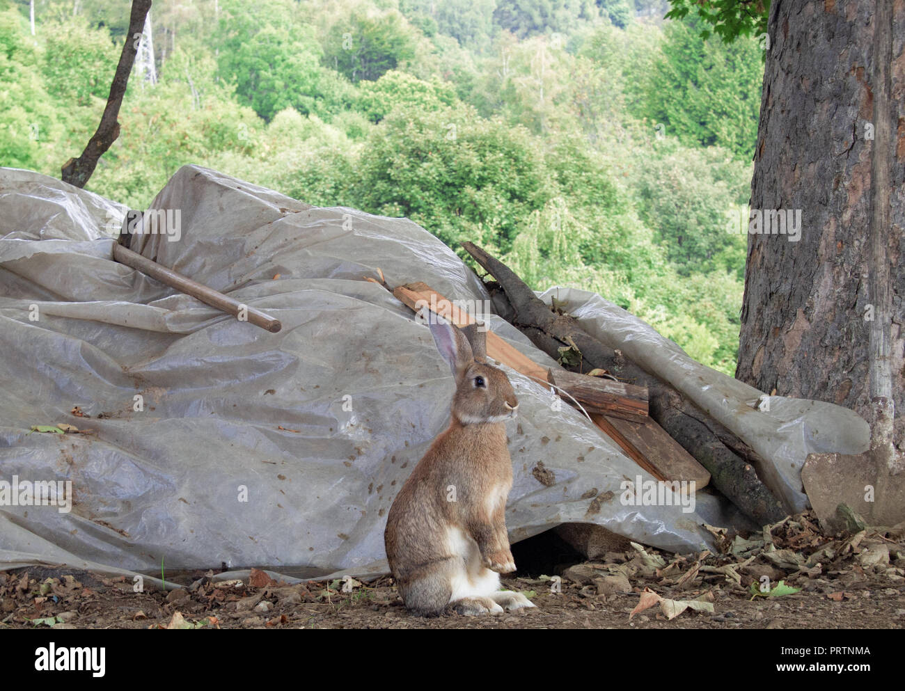 Rabbit at den hi-res stock photography and images - Alamy