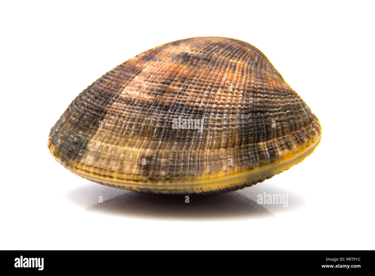 a clam, isolated on white background Stock Photo - Alamy