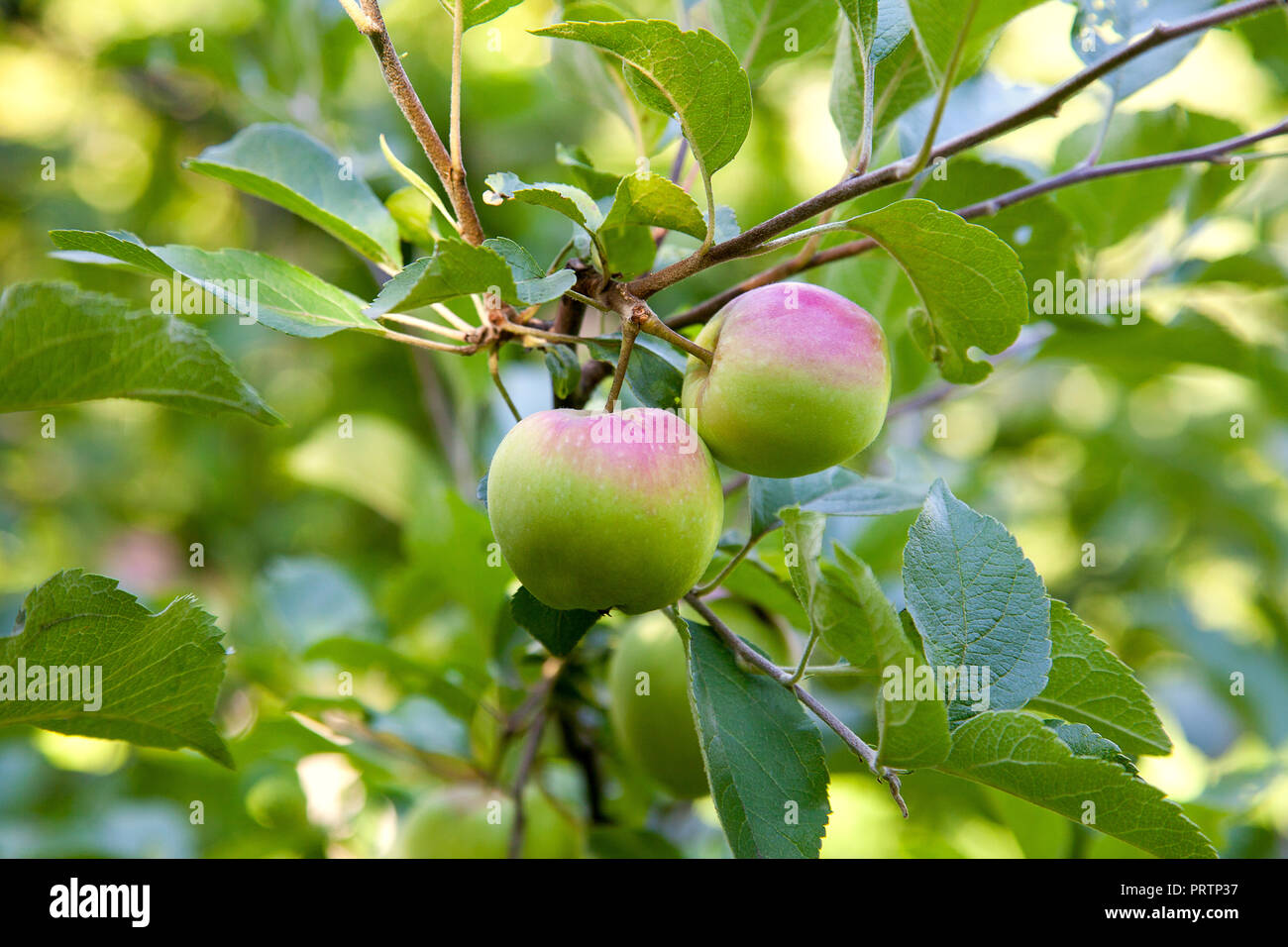 Close up view of the tree branch with organic apple on branch, fruits ...