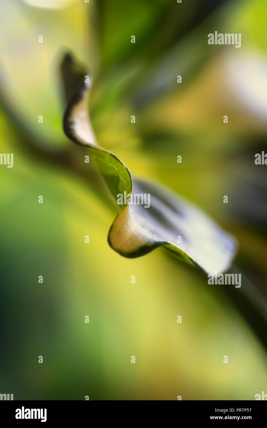 Curve leaf hi-res stock photography and images - Alamy