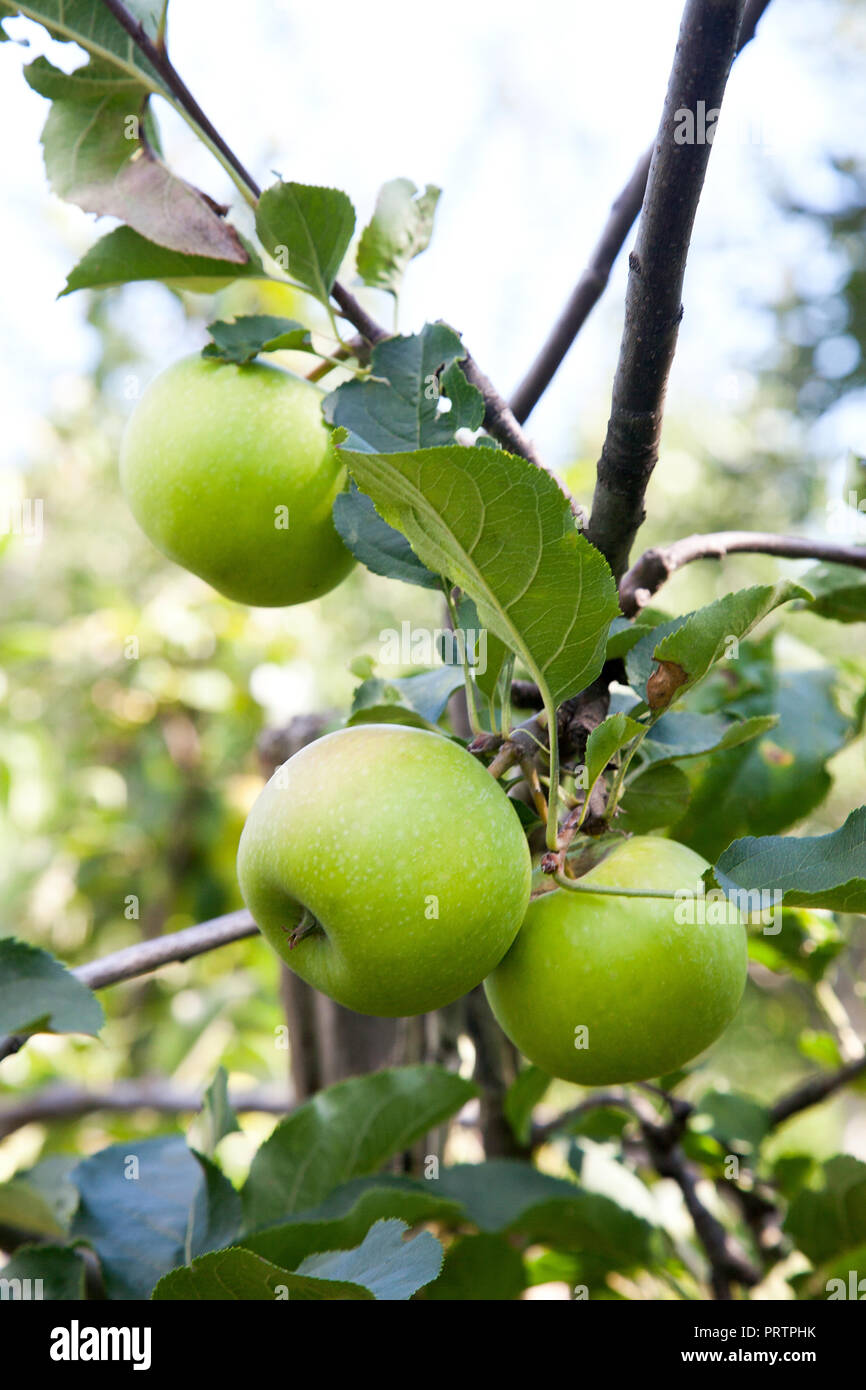 Close up view of the tree branch with organic apple on branch, fruits ...