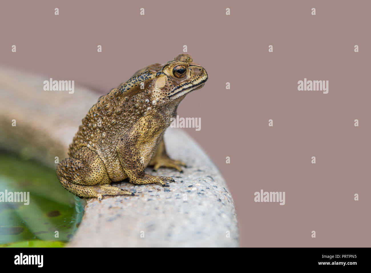 The toad standing isolated on the edge of a lotus bowl Stock Photo - Alamy