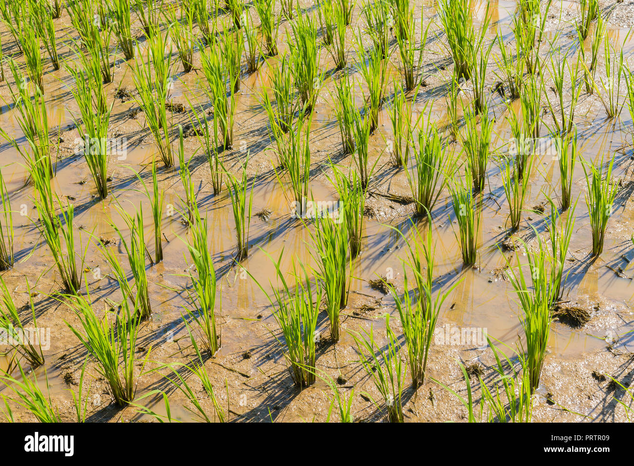The rice sprout in the plantation field for background and texture ...