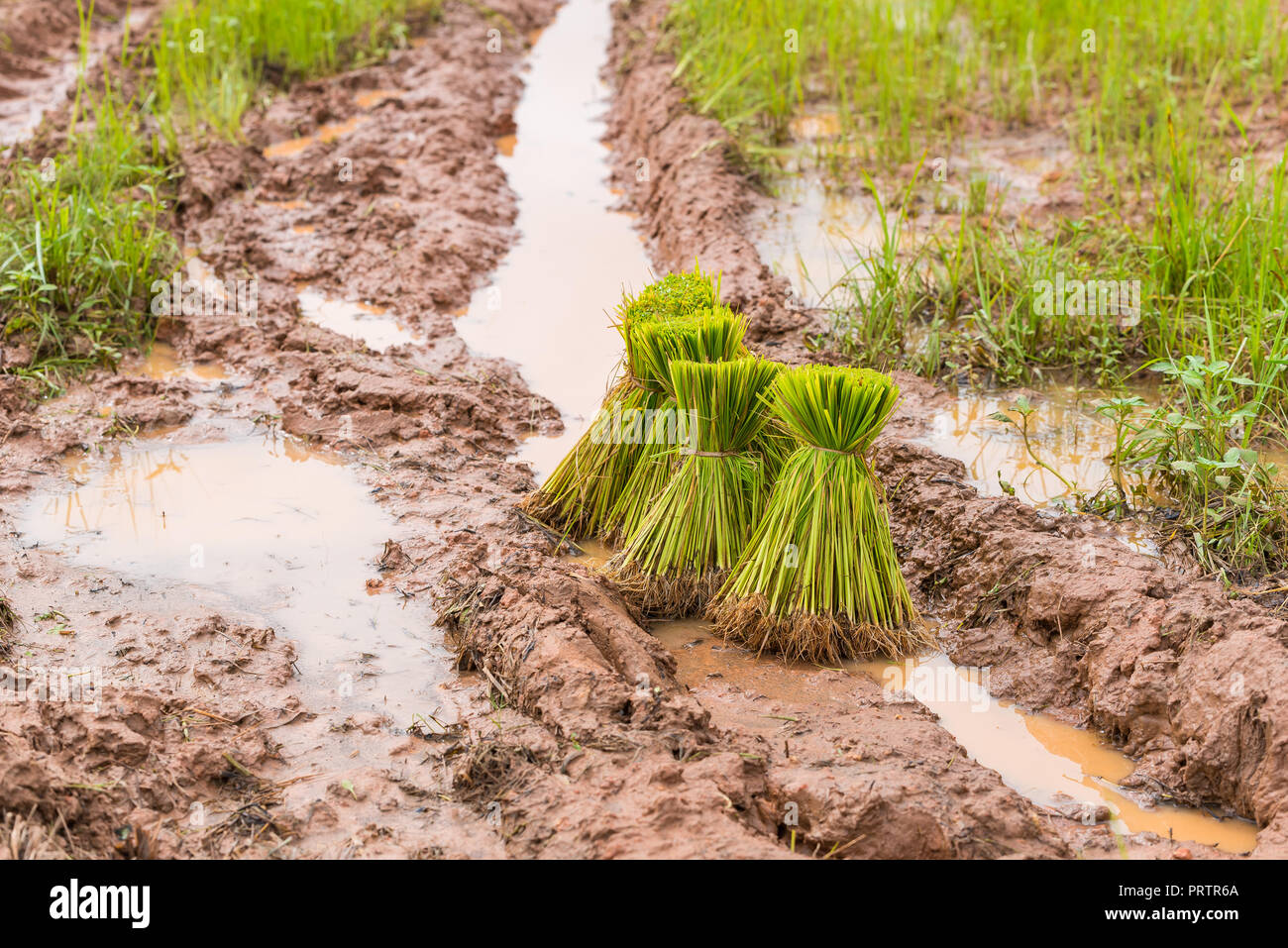 The rice sprout stacks ready to be planted Stock Photo - Alamy