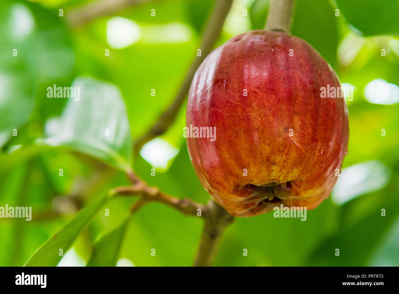 Pommerac hi-res stock photography and images - Alamy