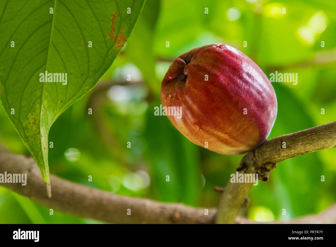 The pommerac fruit on the tree Stock Photo - Alamy