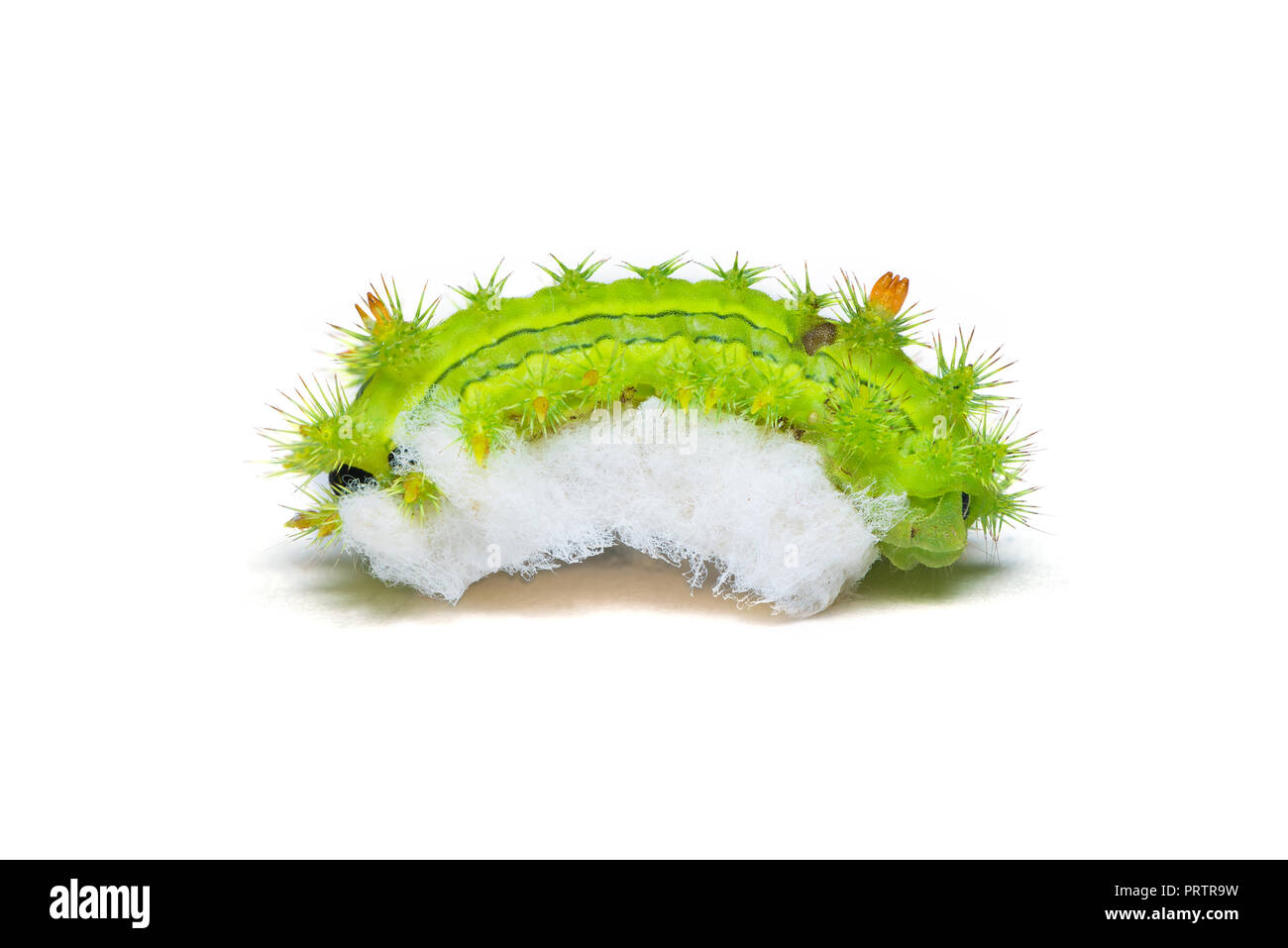 Slug moth caterpillar and its cocoon isolated on white background Stock ...
