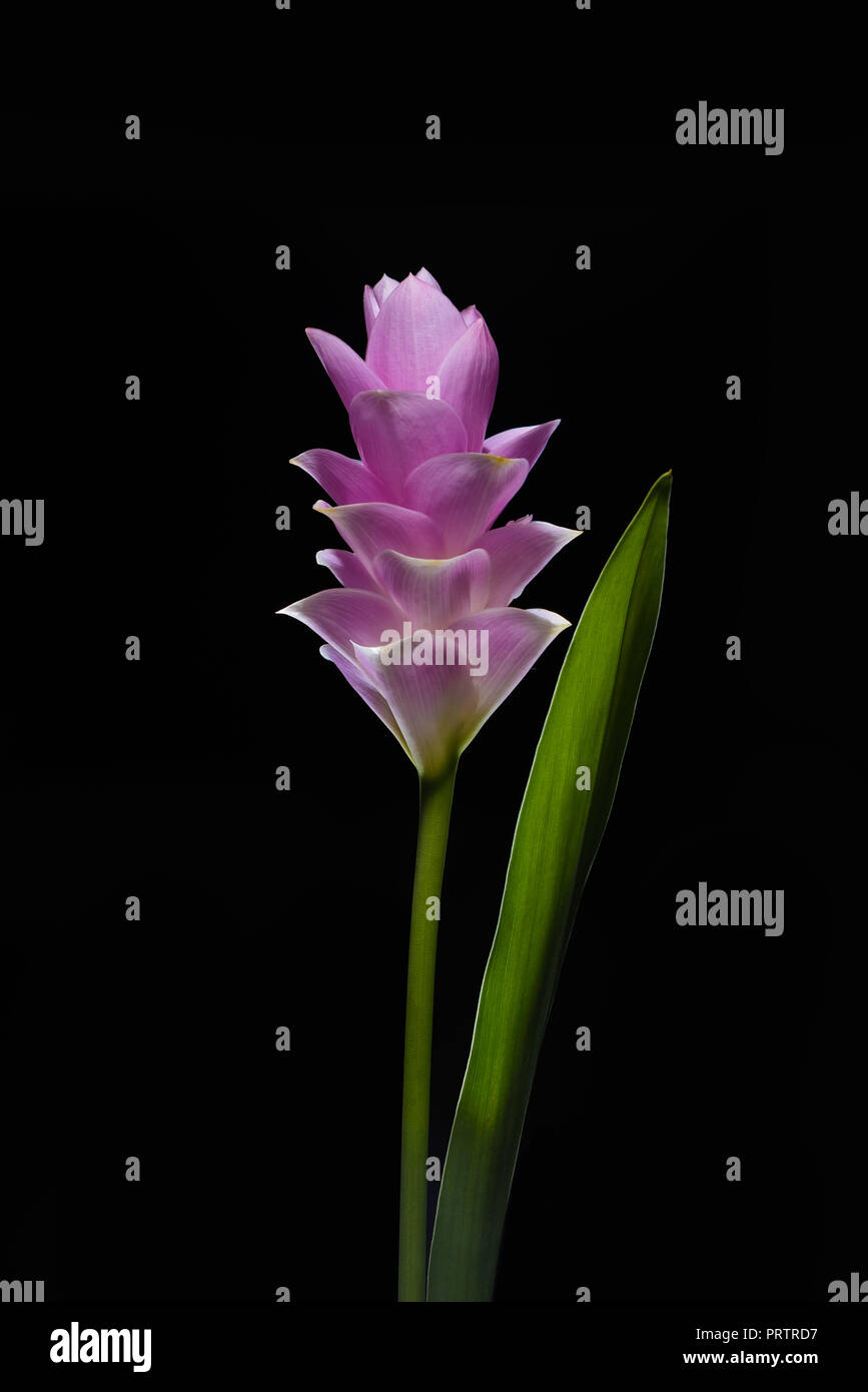 Pink curcuma isolated on black background Stock Photo - Alamy