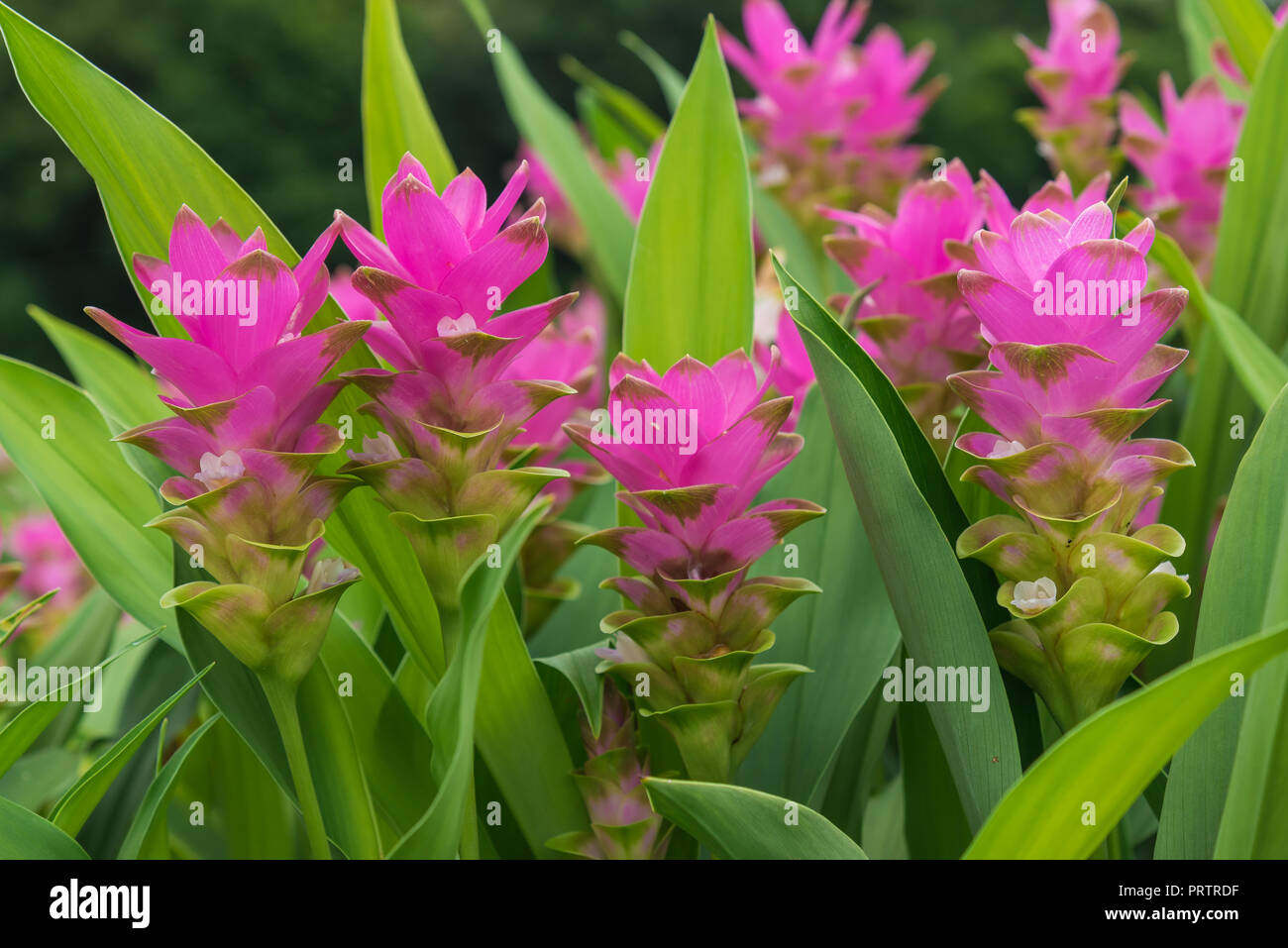 Curcuma is a genus of about 100 accepted species in the family ...