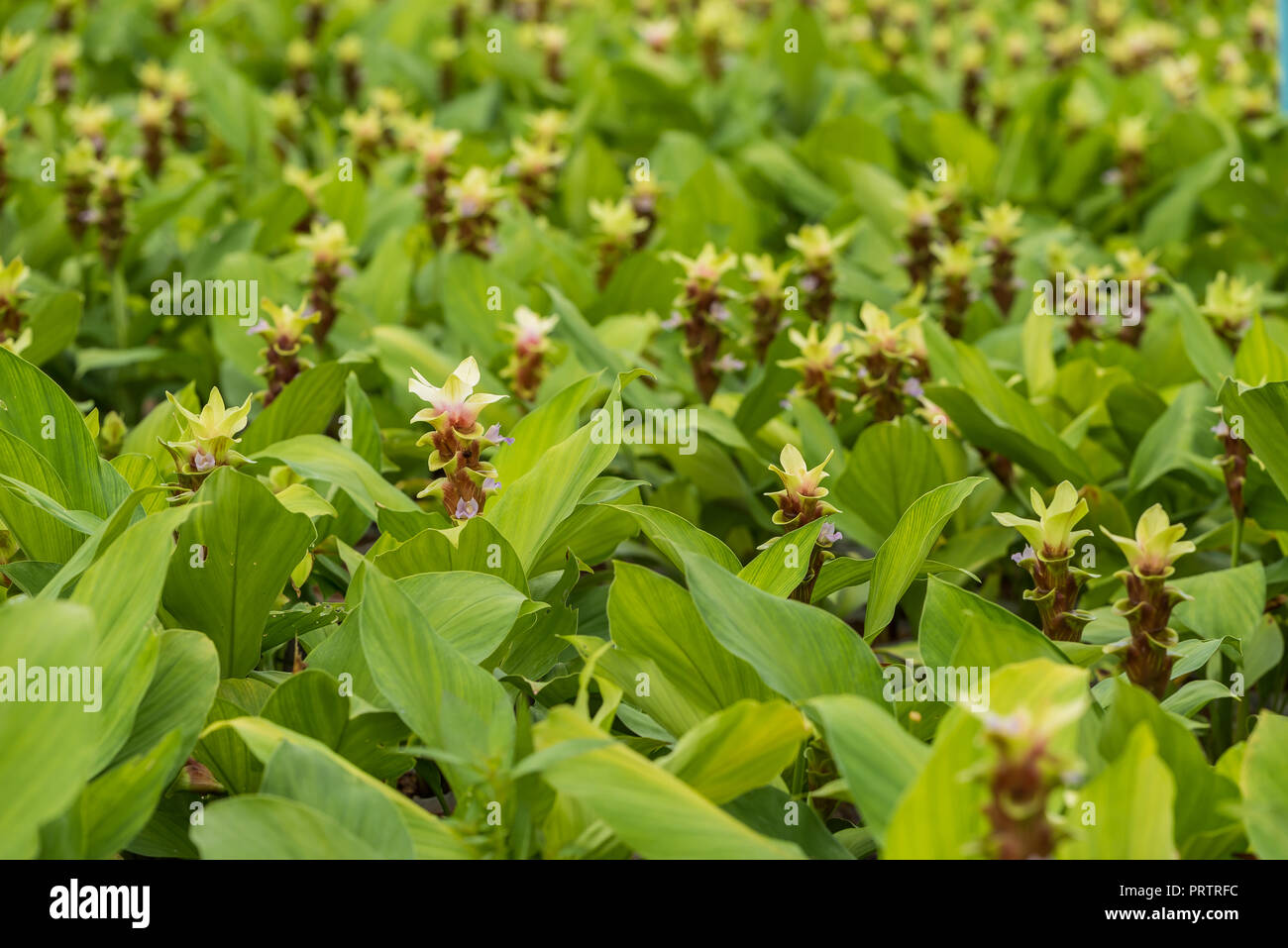 Curcuma is a genus of about 100 accepted species in the family ...