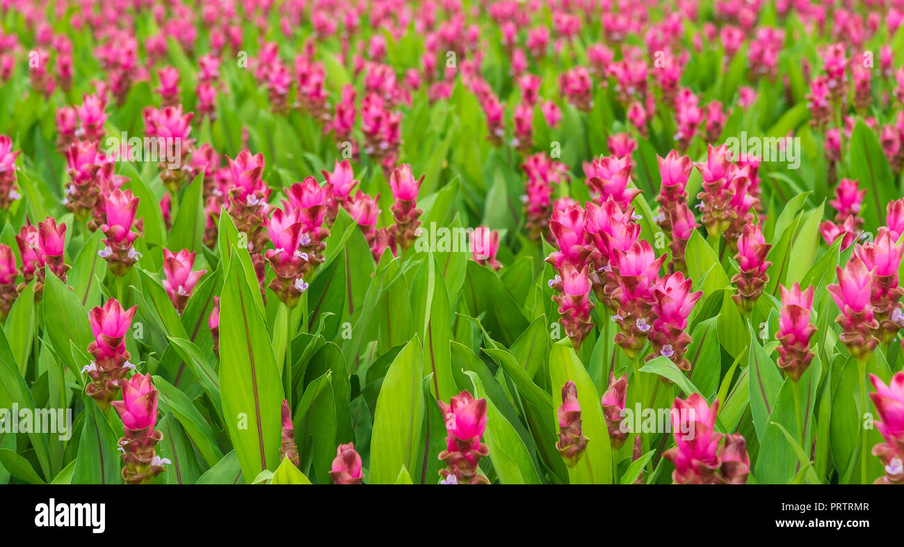 Curcuma is a genus of about 100 accepted species in the family ...