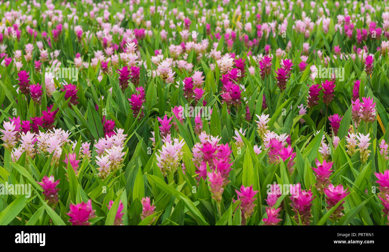 Curcuma is a genus of about 100 accepted species in the family ...