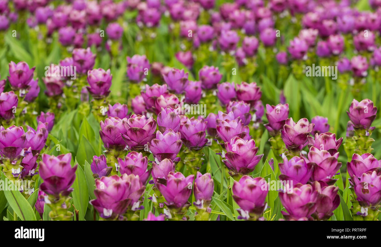 Curcuma is a genus of about 100 accepted species in the family ...