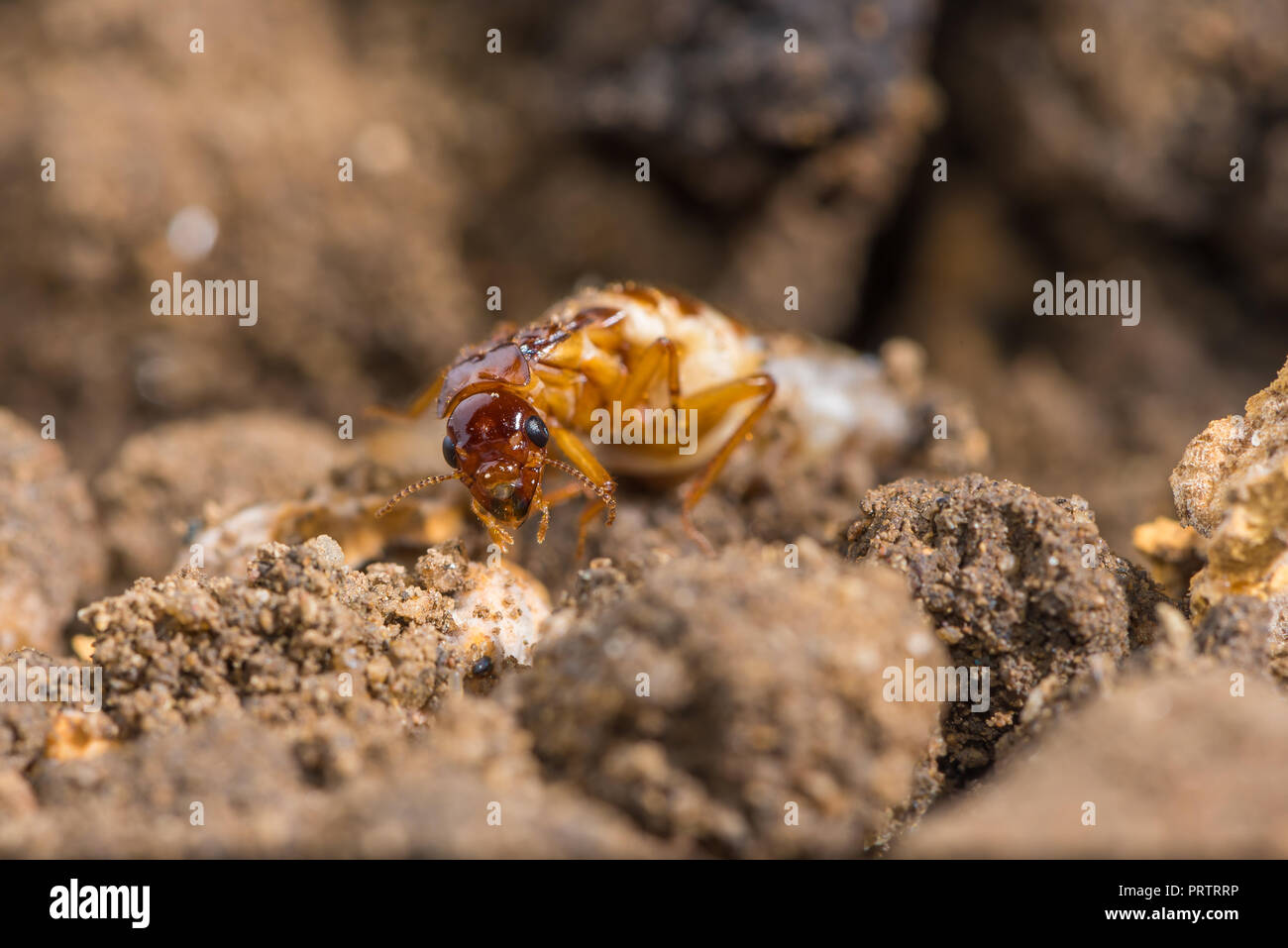 Schedorhinotermes queen termite sit on her nest Stock Photo - Alamy