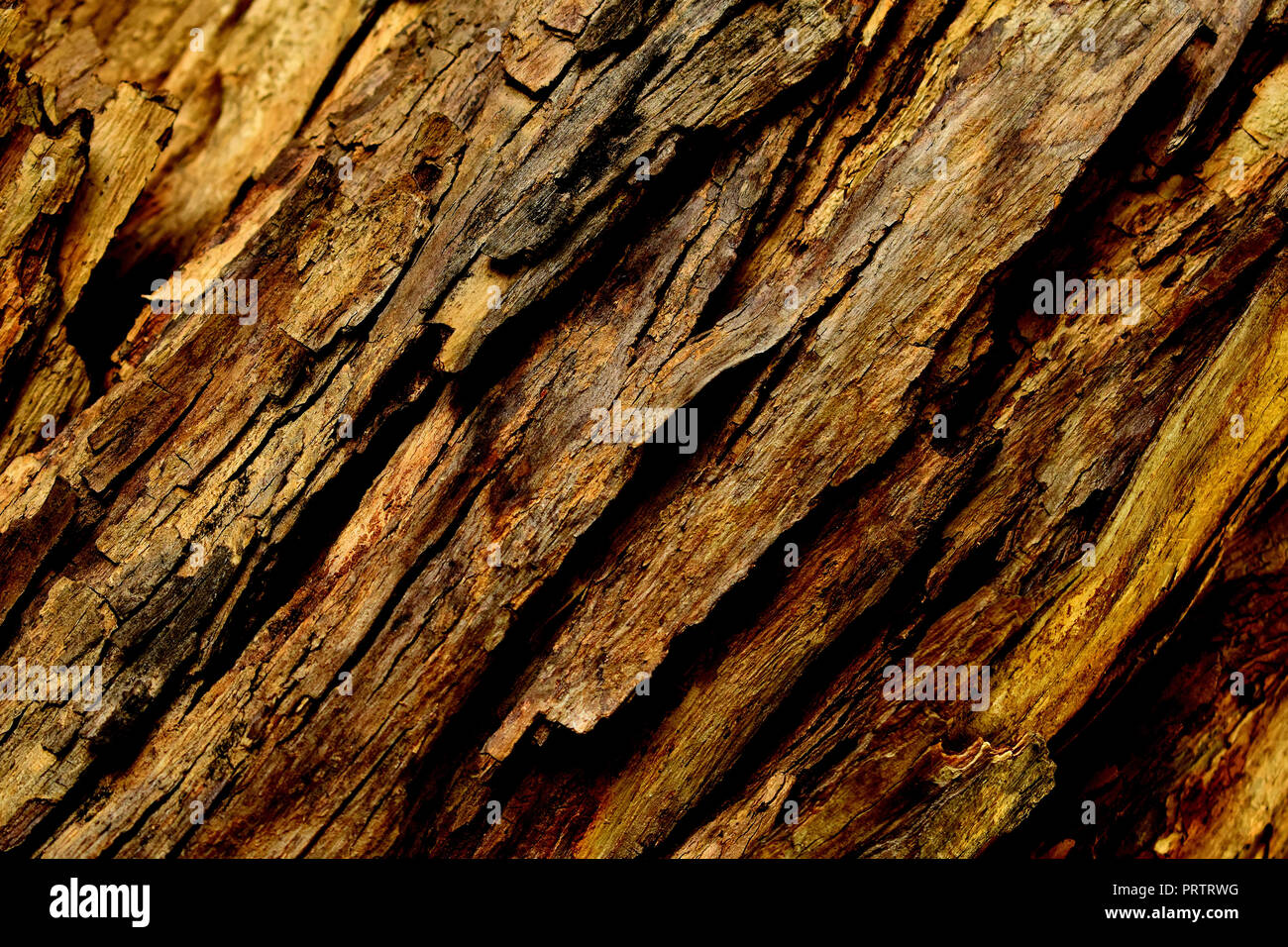 Treebarks hi-res stock photography and images - Alamy