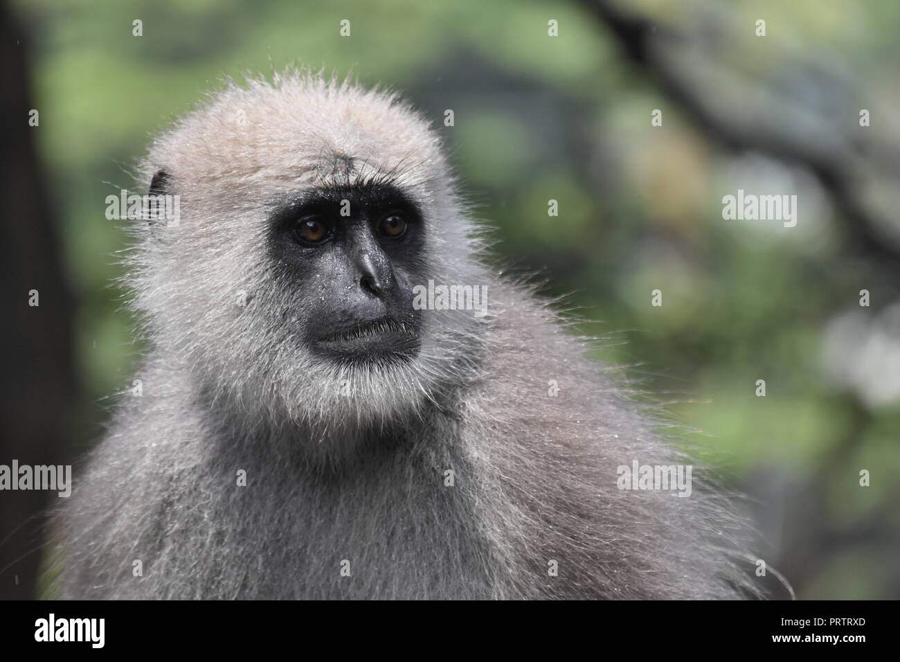 Indian langur image hi-res stock photography and images - Alamy