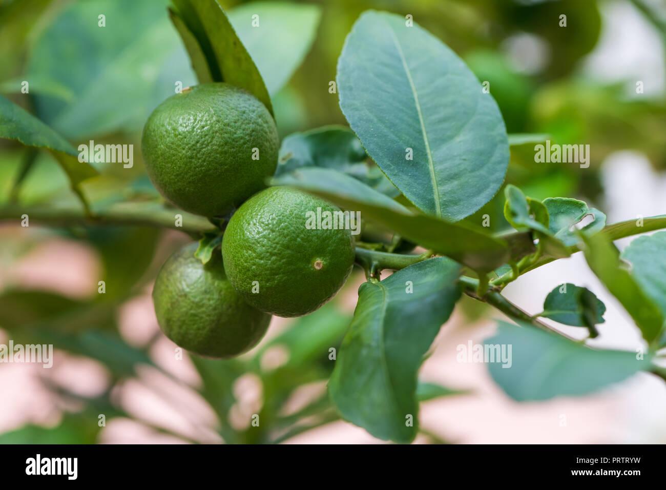 Thai lime on its tree Stock Photo - Alamy