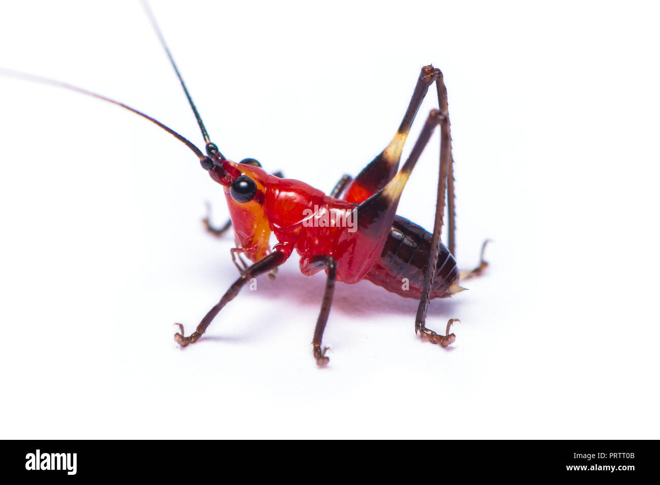 A red bush cricket or Conocephalus melanus isolated on white background ...