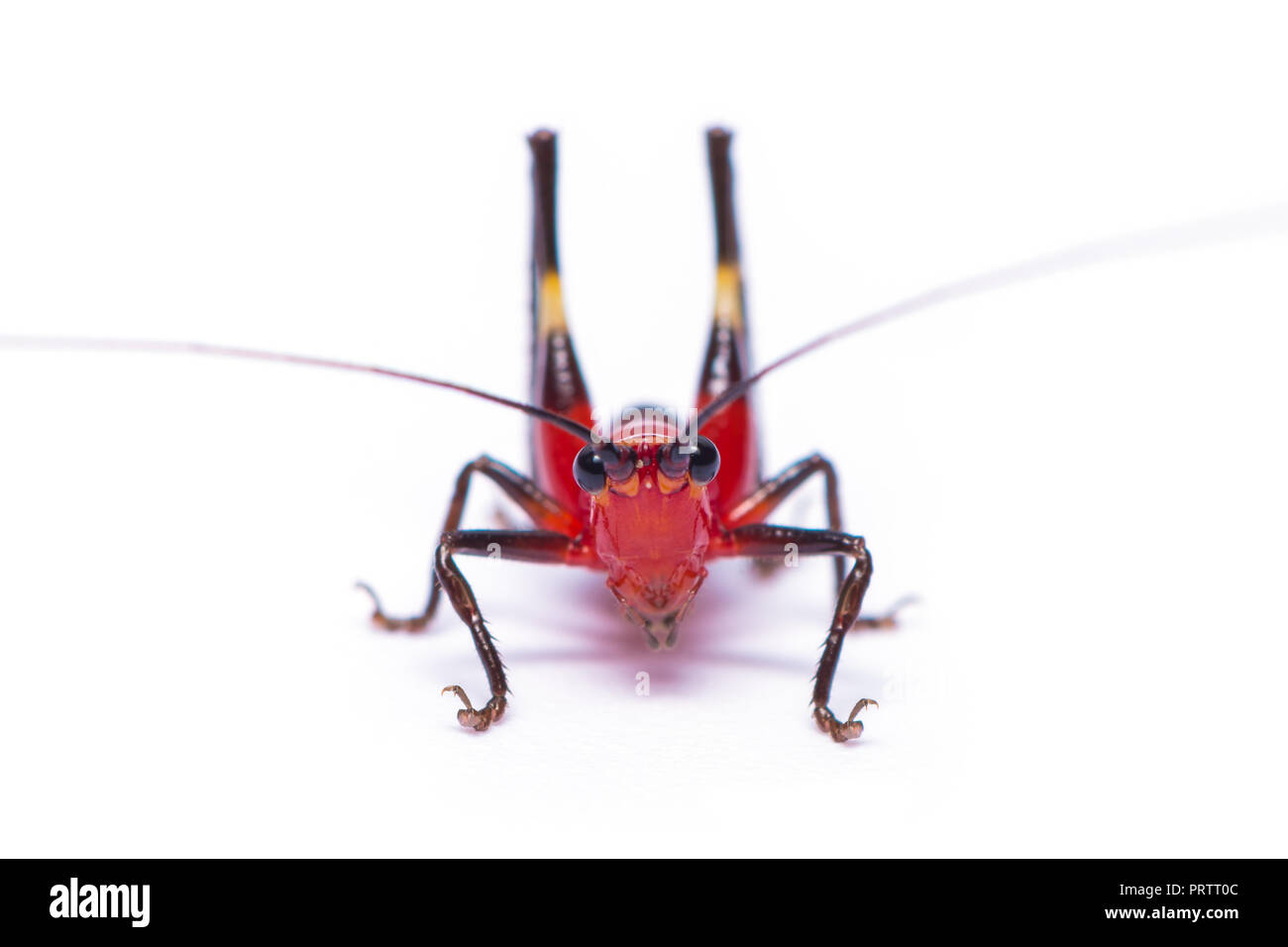 A red bush cricket or Conocephalus melanus isolated on white background ...