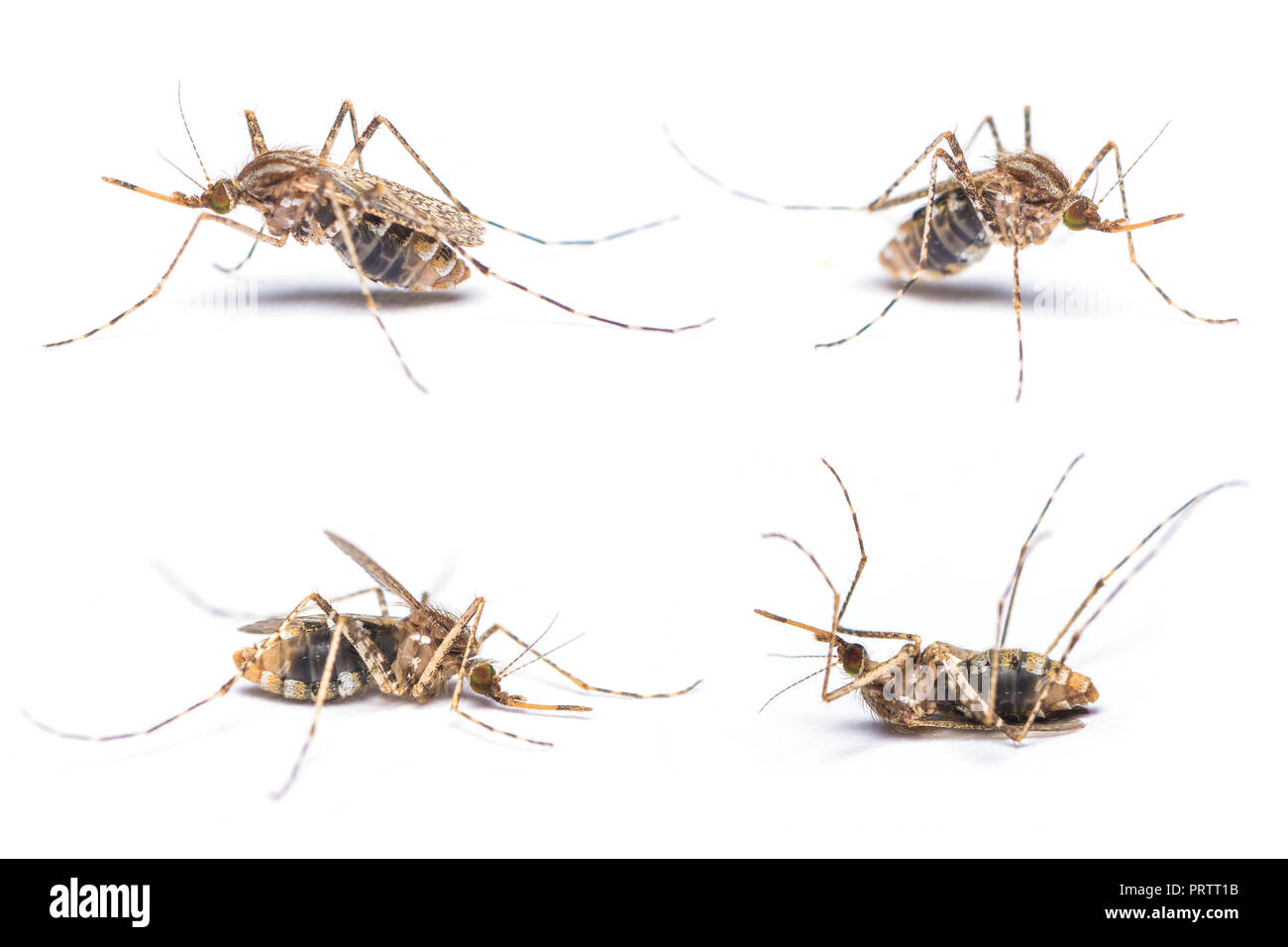 The female mosquito in different gestures isolated on white background ...