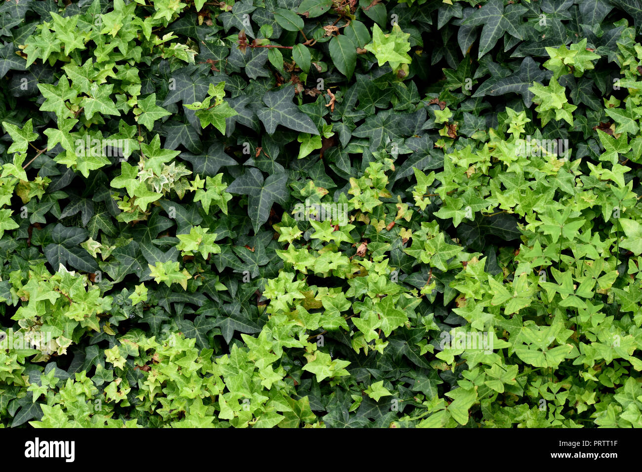 English ivy (light green) and Himalayan ivy (dark green Stock Photo - Alamy