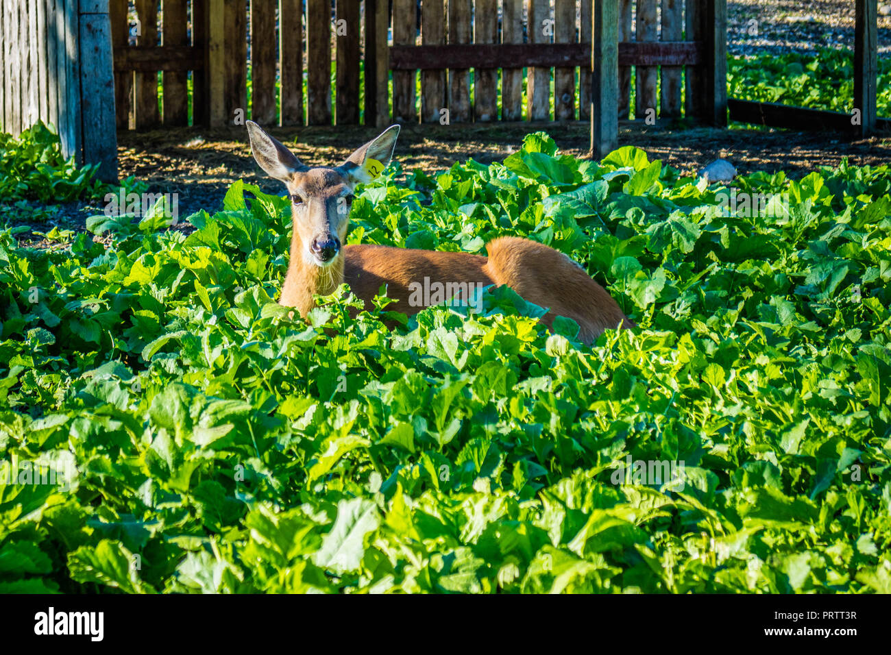 Michigan deer hi-res stock photography and images - Alamy