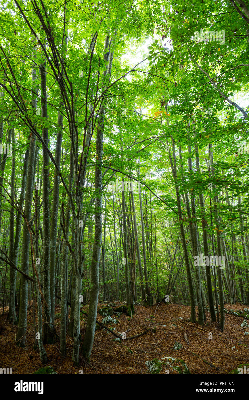 THe forest in asiago Stock Photo - Alamy