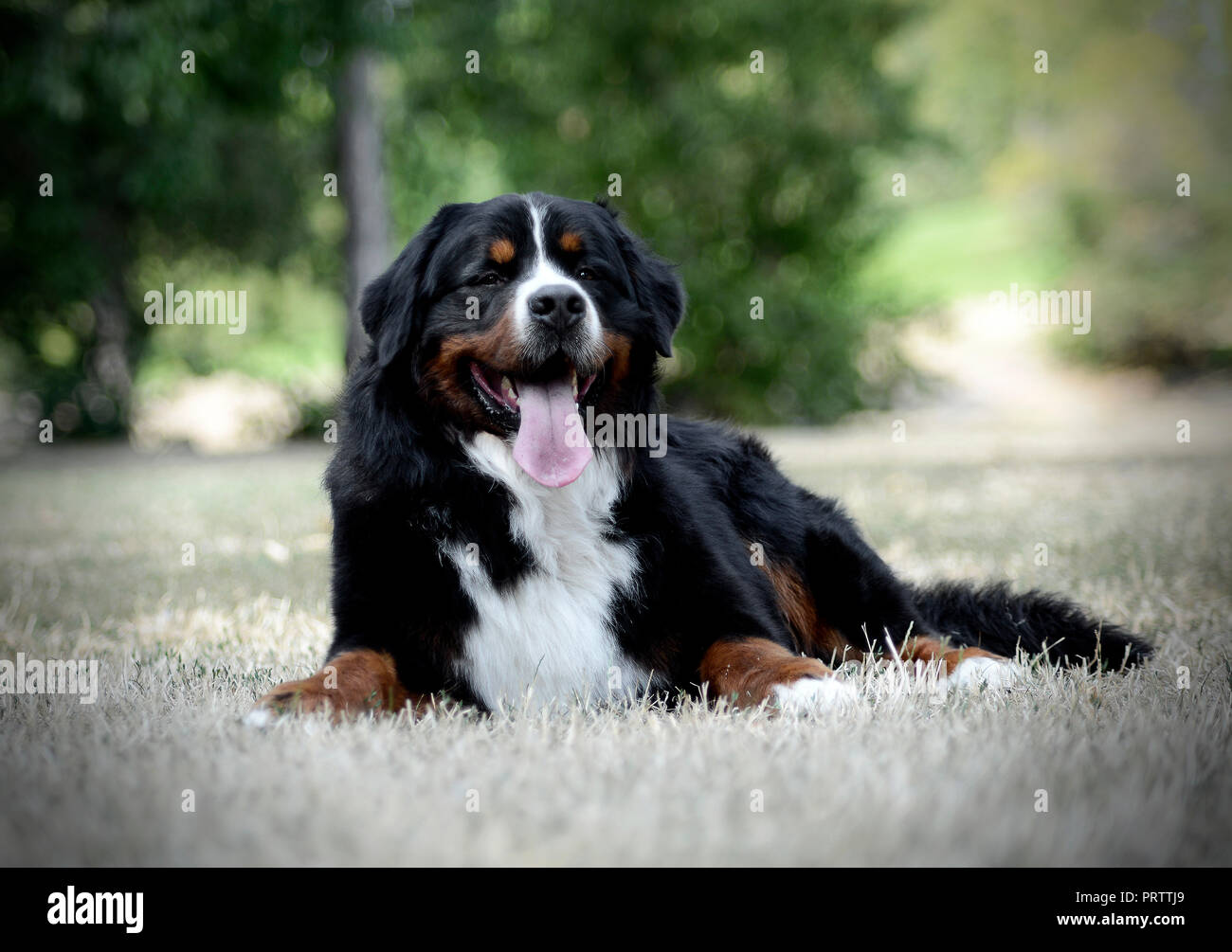 Bernese hound hi-res stock photography and images - Alamy