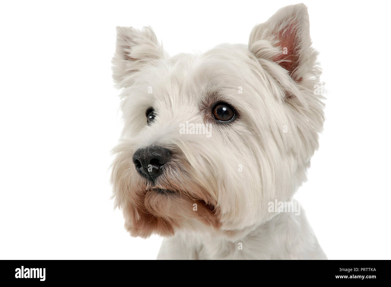 West Highland White Terrier portrait in the white studio Stock Photo ...
