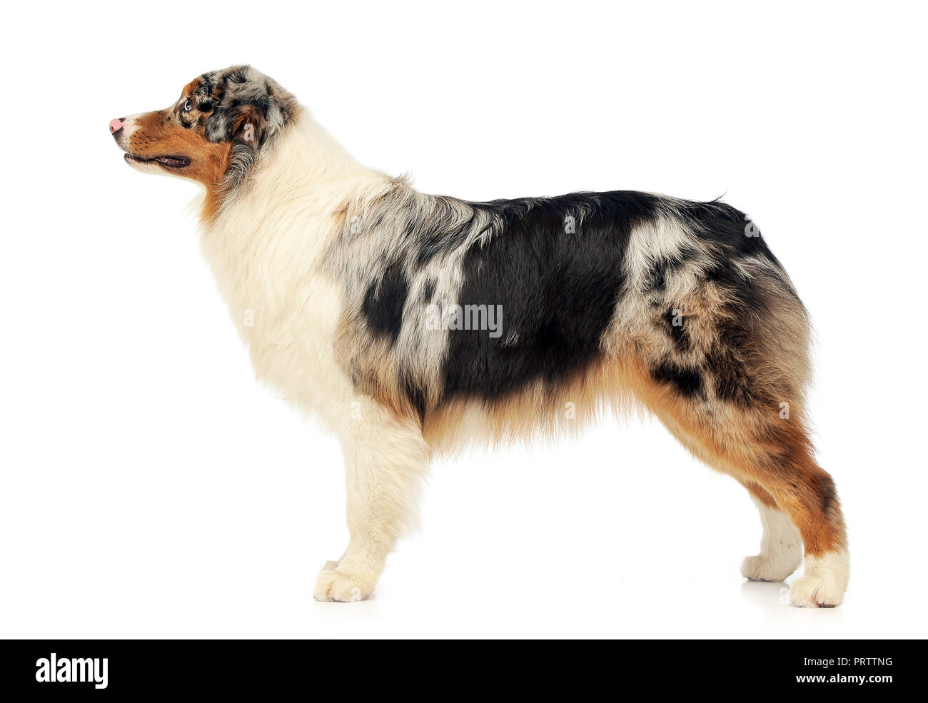 Standard australian shepherd hi-res stock photography and images - Alamy