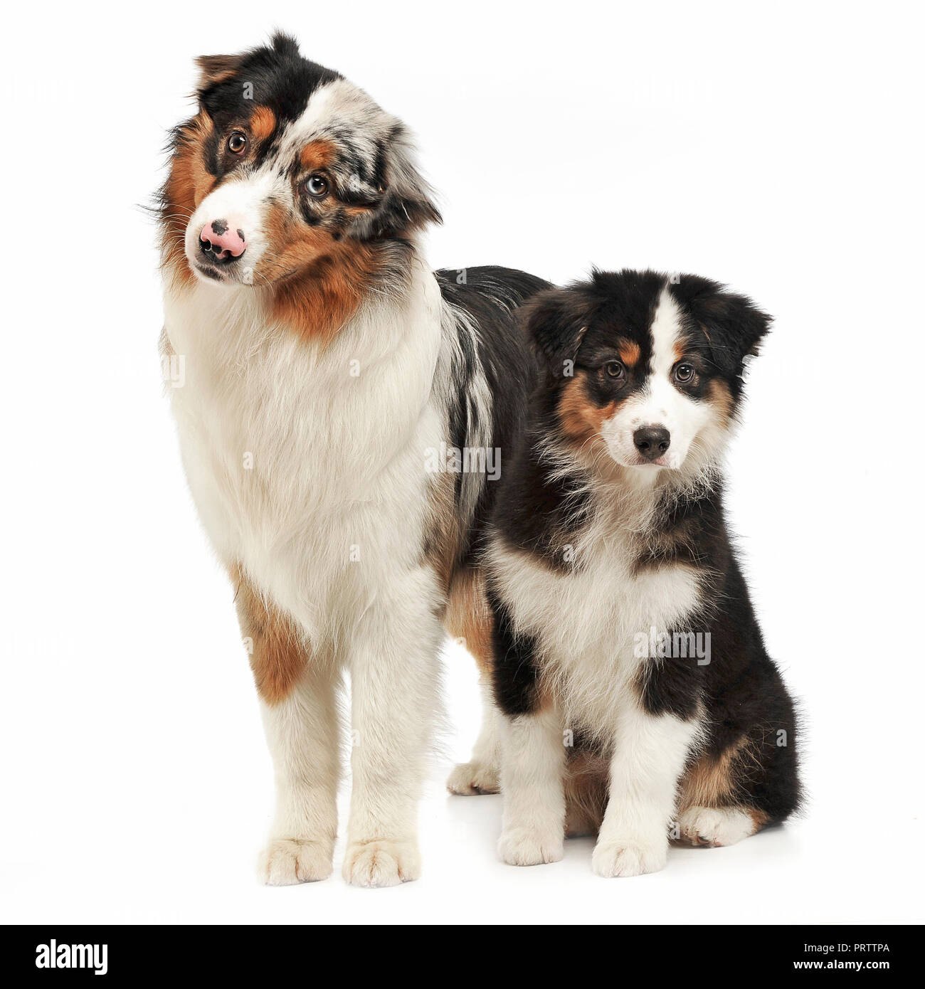Two Australian shepherd standard in white studio Stock Photo - Alamy