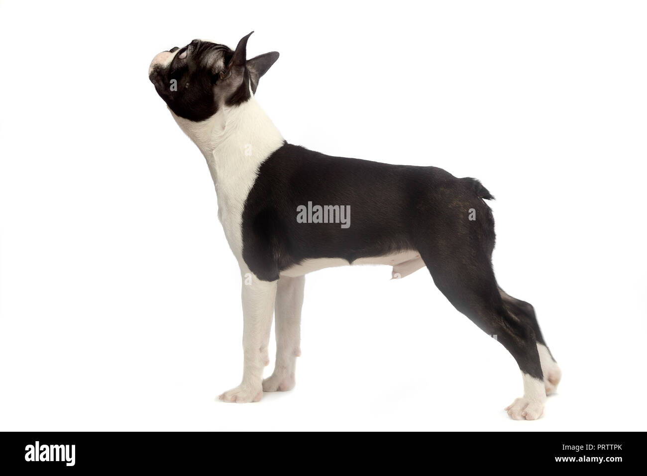 Lap standard hi-res stock photography and images - Alamy